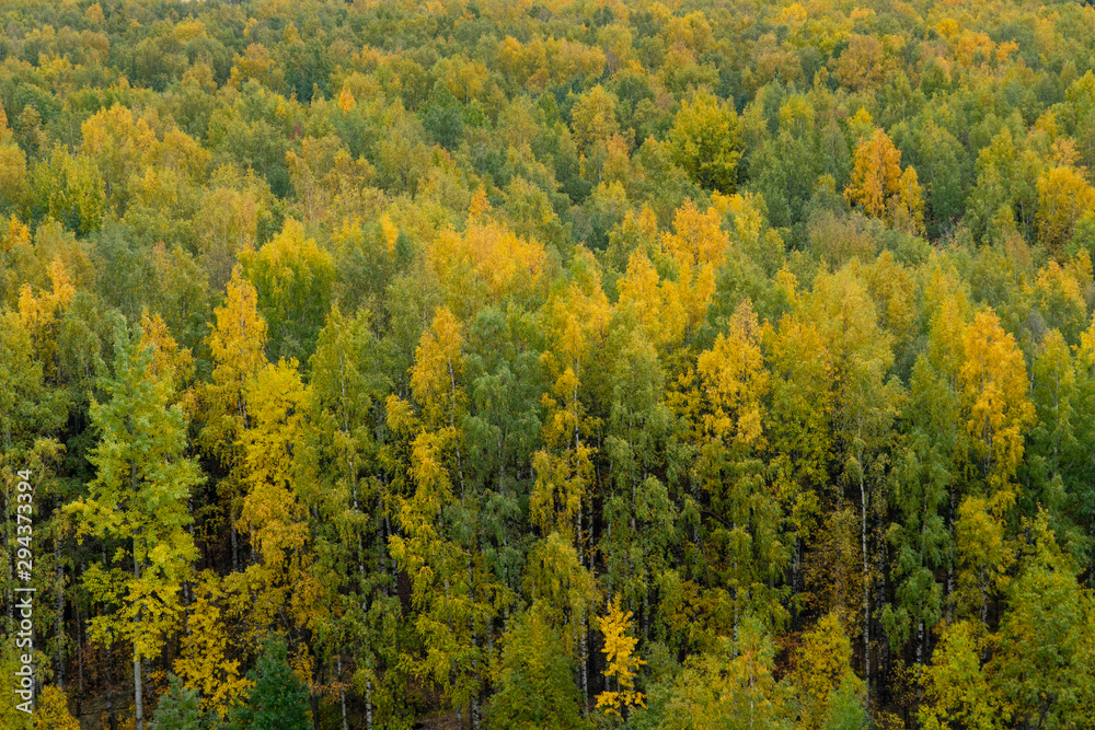 Autumn forest, top view. Background from trees with yellowing bright ...