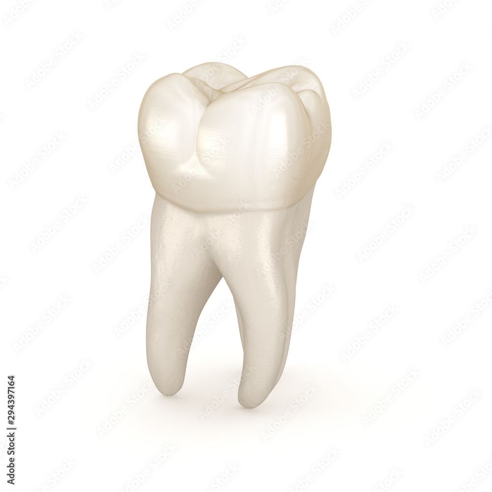 Dental anatomy - First maxillary molar tooth. Medically accurate dental ...