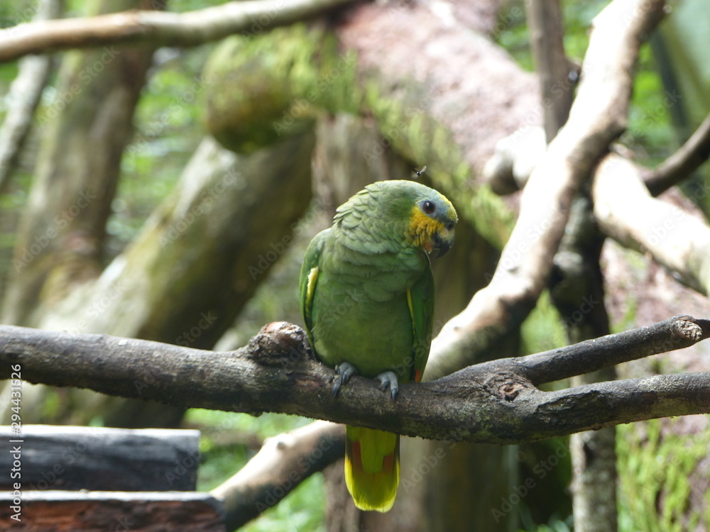 Perruche verte et jaune sur sa branche Stock Photo | Adobe Stock