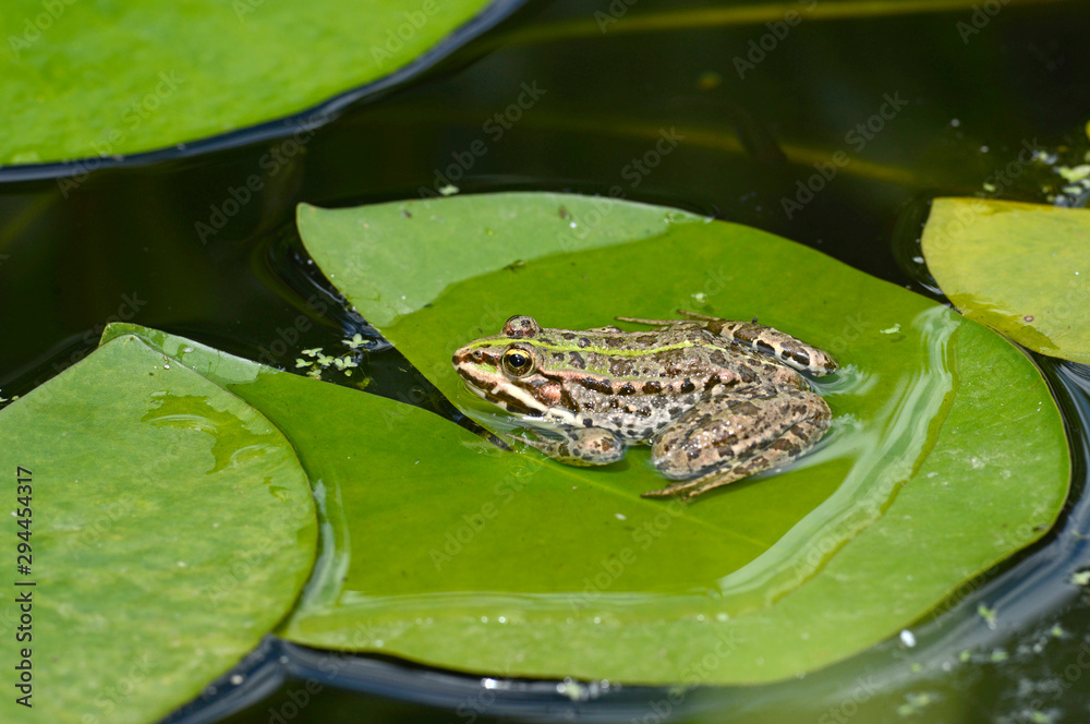 Wasserfrosch auf einem Seerosenblatt (Pelophylax kurtmuelleri ...