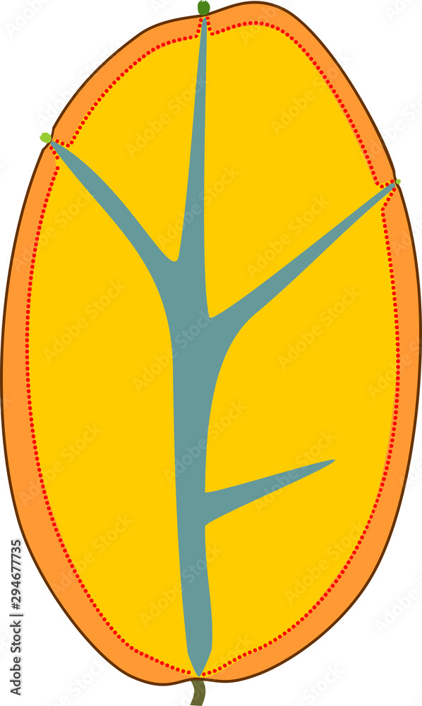 Parts of plant. Internal structure of potato tuber. Structure in ...