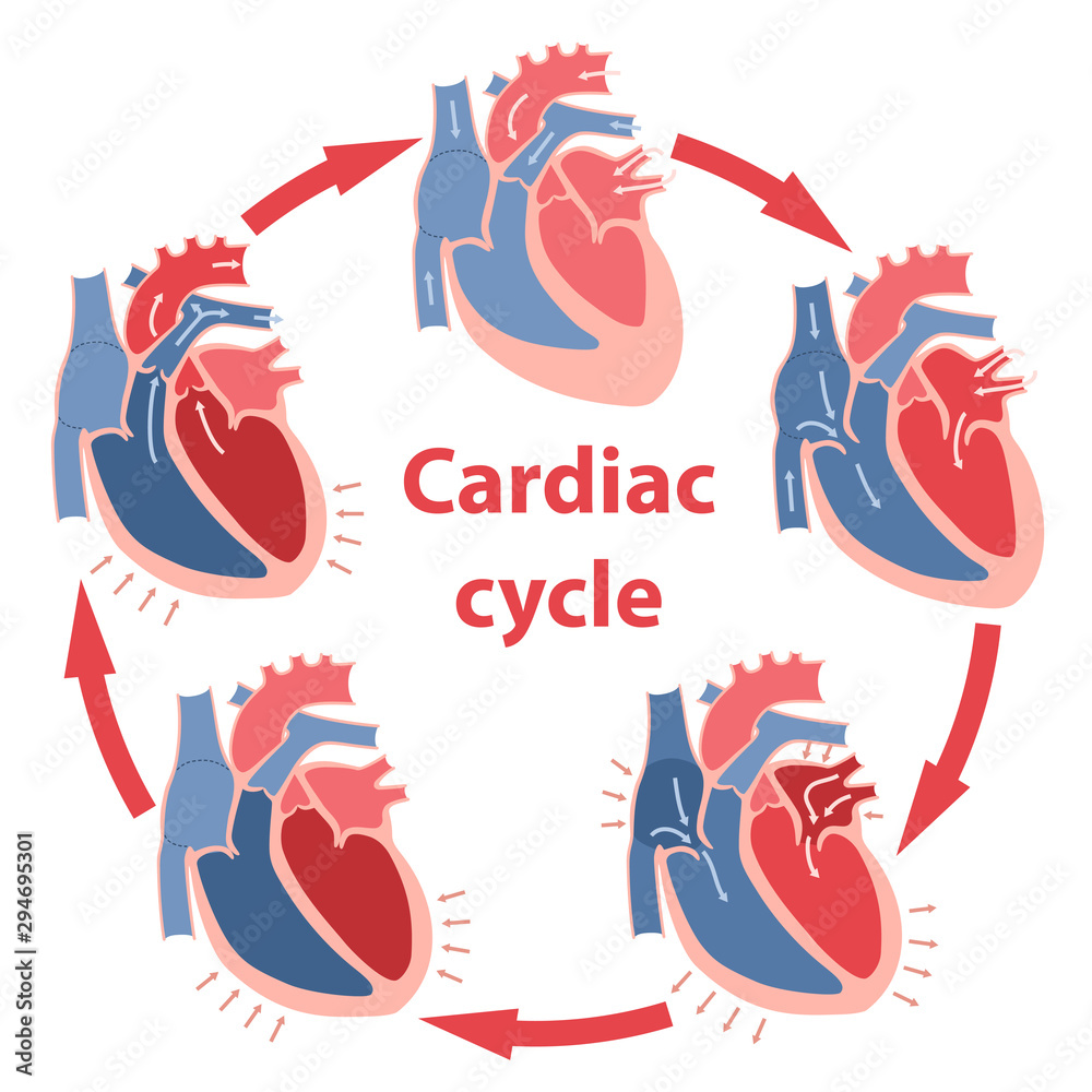 Diagram of the phases of cardiac cycle. Circulation of blood through ...