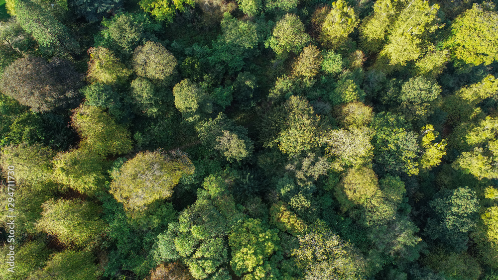An aerial shot of various types of woodland trees by drone Stock Photo ...