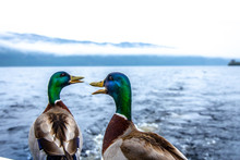 Sitting Ducks Free Stock Photo - Public Domain Pictures