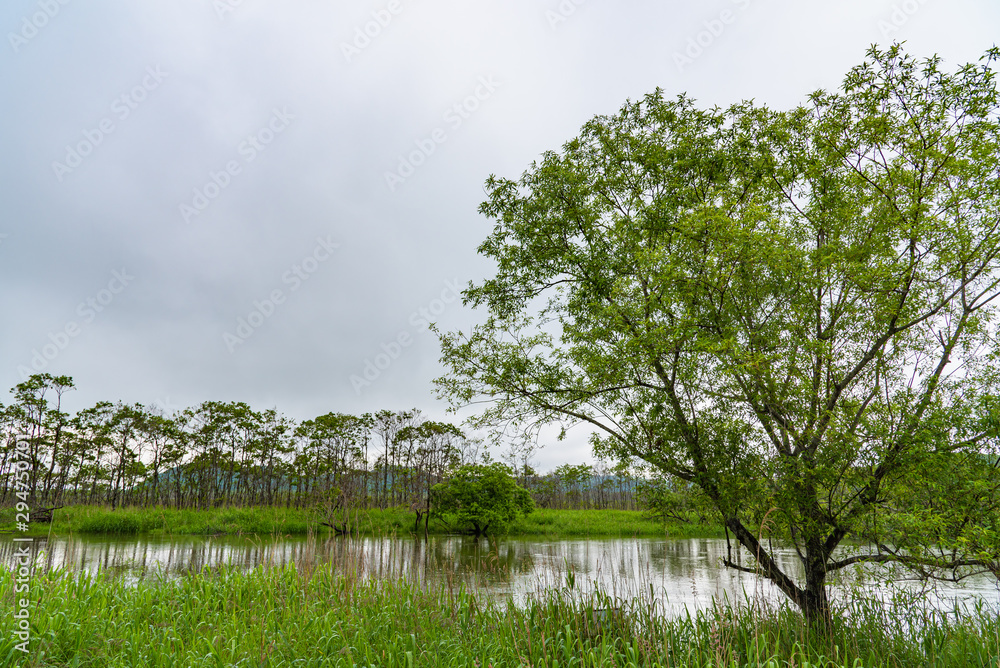Kushiro Shitsugen national park in Hokkaido in summer day, view from ...