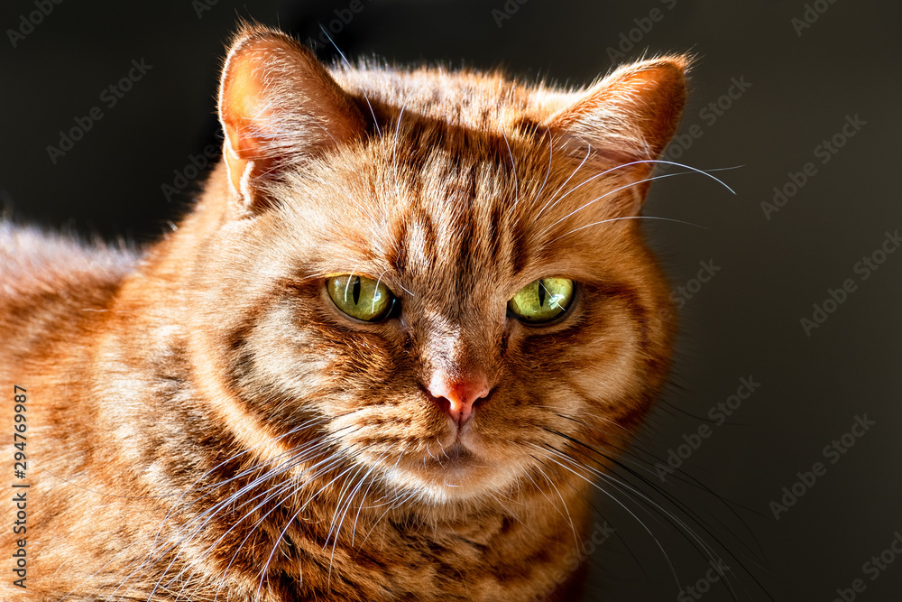 Orange cat (mixed breed; half Persian) with green eyes illuminated by ...
