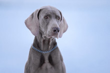 Dog, Weimaraner Portrait Free Stock Photo - Public Domain Pictures
