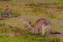 Crouching Kangaroo Free Stock Photo - Public Domain Pictures