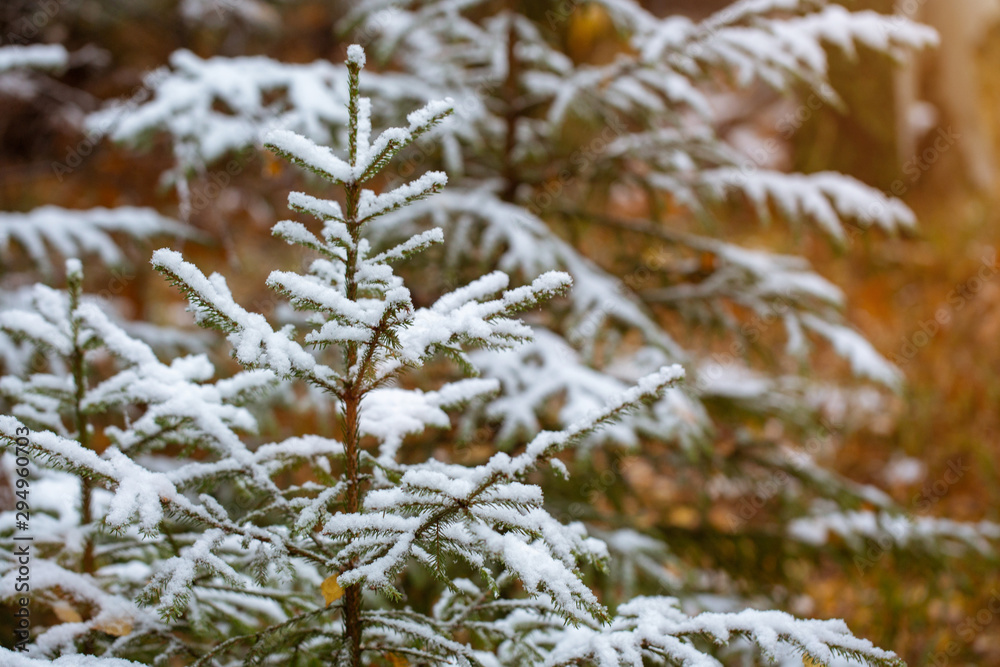 Change of seasons. Young ate in the snow. The first autumn snow. Early ...