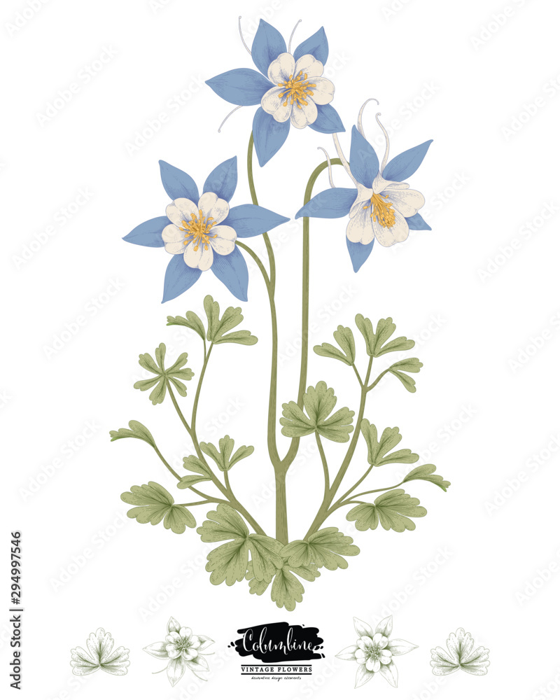 Vektor Sketch Floral Botany Collection. Columbine flower (Aquilegia ...