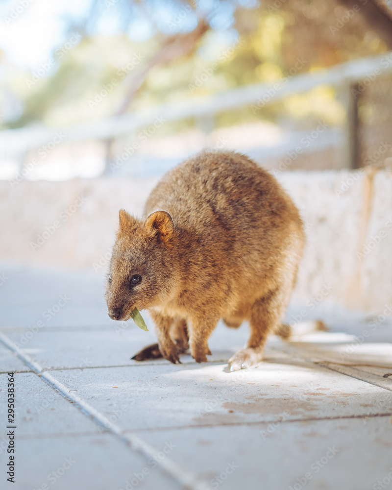 Cute quokka on Rottnest Island, Perth, Western Australia. These ...