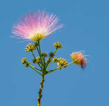 Pink Fuzzy Flowers Free Stock Photo - Public Domain Pictures