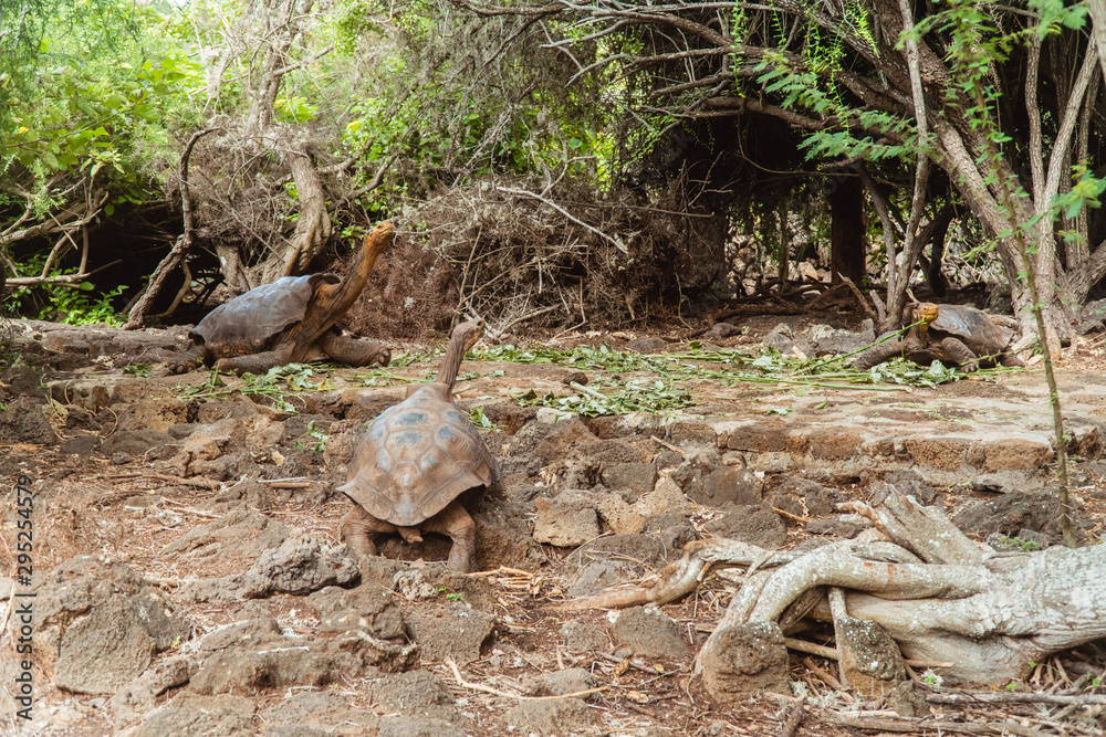 Baby Tortoise turtle. Green Galapagos wildlife. Close up of turtle head ...