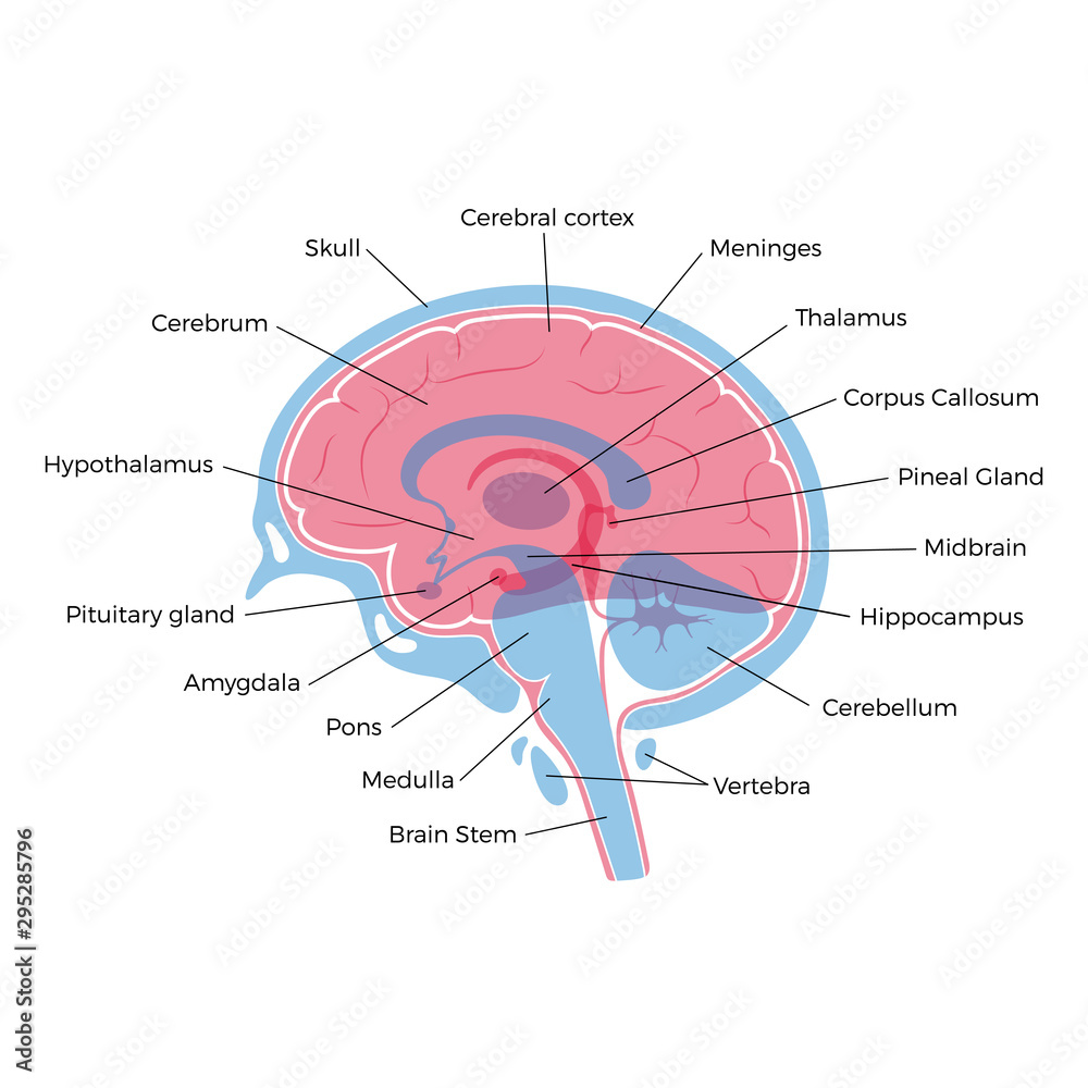 Vector illustration of human brain anatomy Stock Vector | Adobe Stock