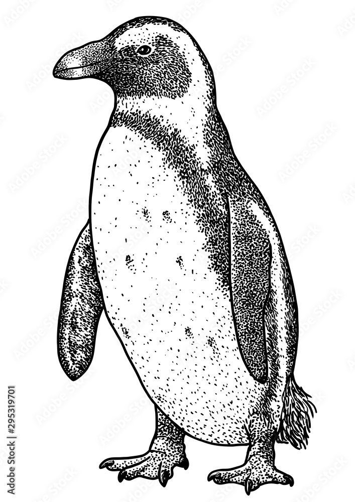 African penguin illustration, drawing, engraving, ink, line art, vector ...