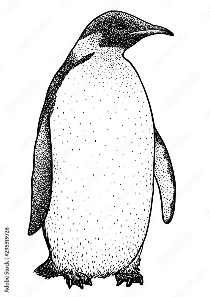 Emperor penguin illustration, drawing, engraving, ink, line art, vector ...