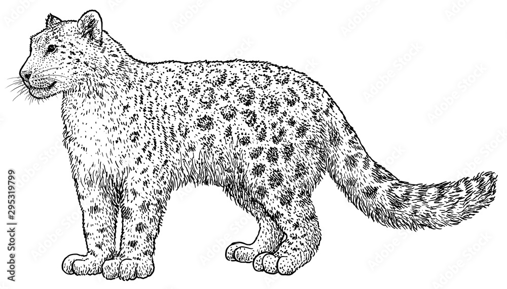 Snow leopard illustration, drawing, engraving, ink, line art, vector ...