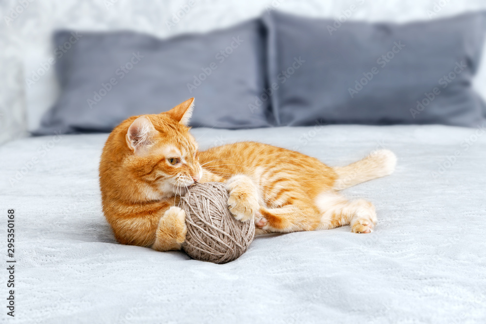 Orange cat playing with a ball of yarn lying on the bed. Shallow focus ...