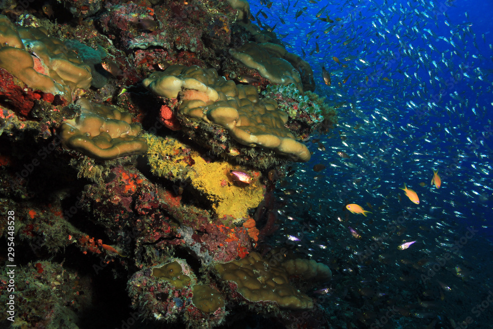 Coral Reef Wall and Schooling Fish. South Ari Atoll, Maldives Stock ...