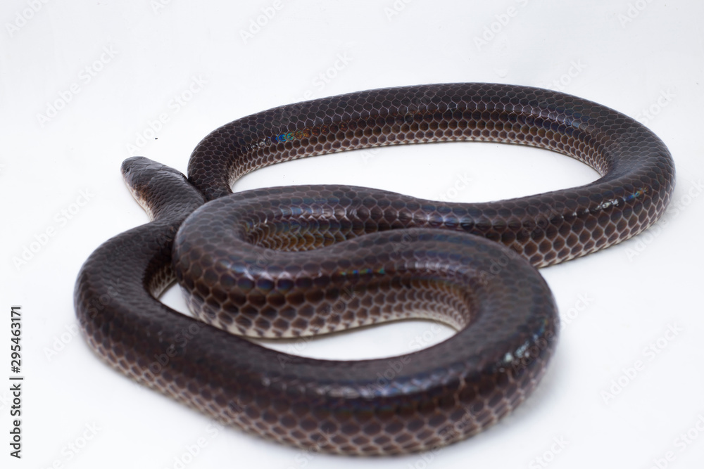 Xenopeltis unicolor. Common names: sunbeam snake is a non-venomous ...