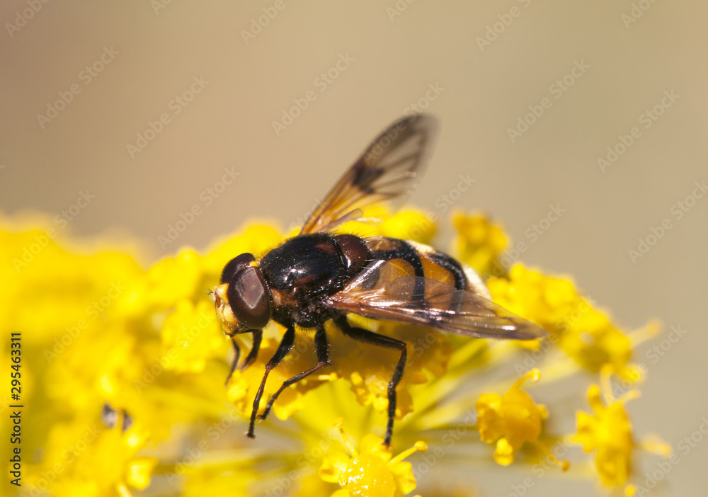 Volucella elegans hornet mimic hoverfly large fly that feeds on nectar ...