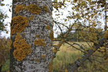 Sick Tree Free Stock Photo - Public Domain Pictures