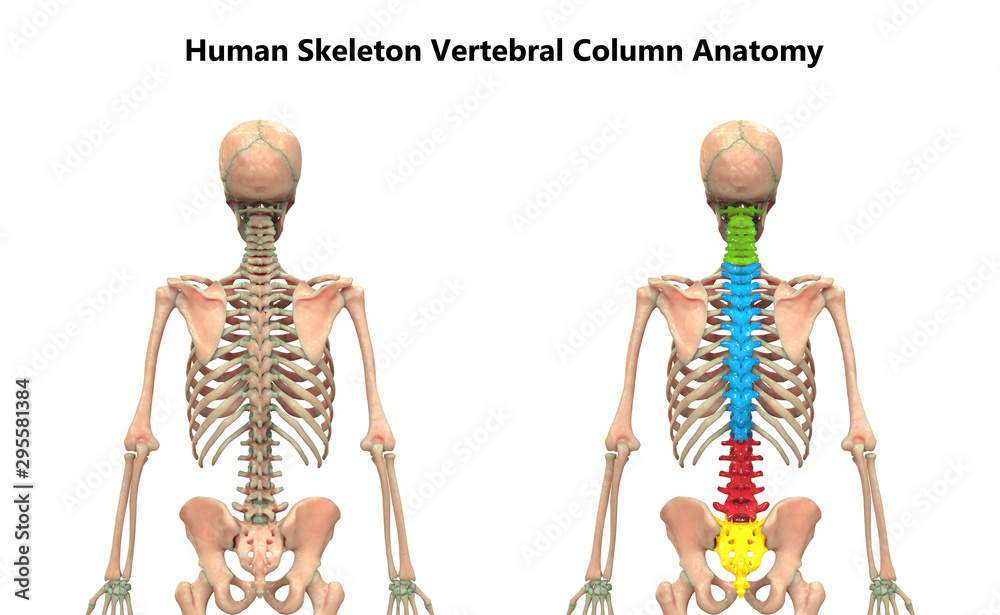 Vertebral Column of Human Skeleton System Anatomy Stock Illustration ...