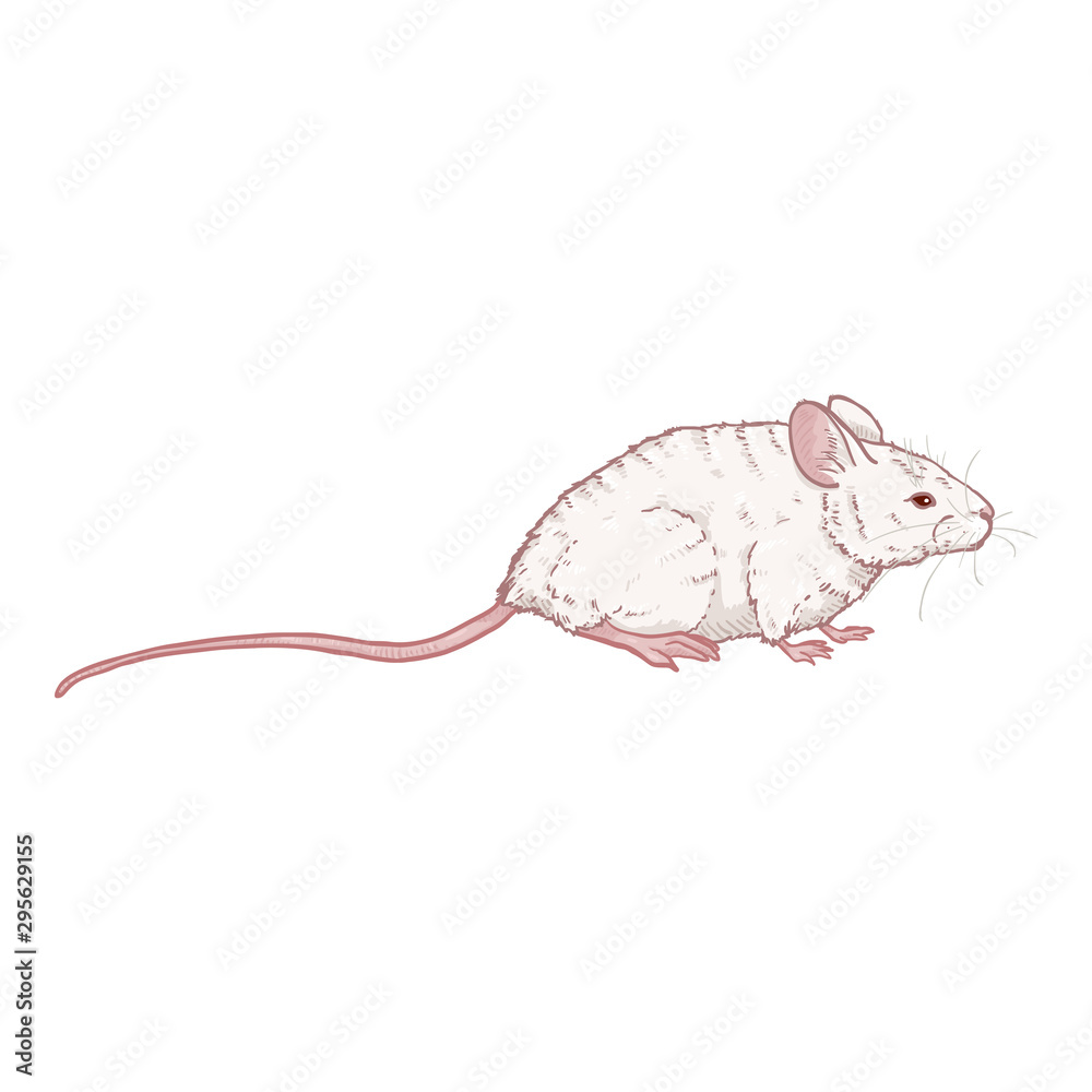 Vector Cartoon Illustration - Albino White Mouse Stock Vector | Adobe Stock