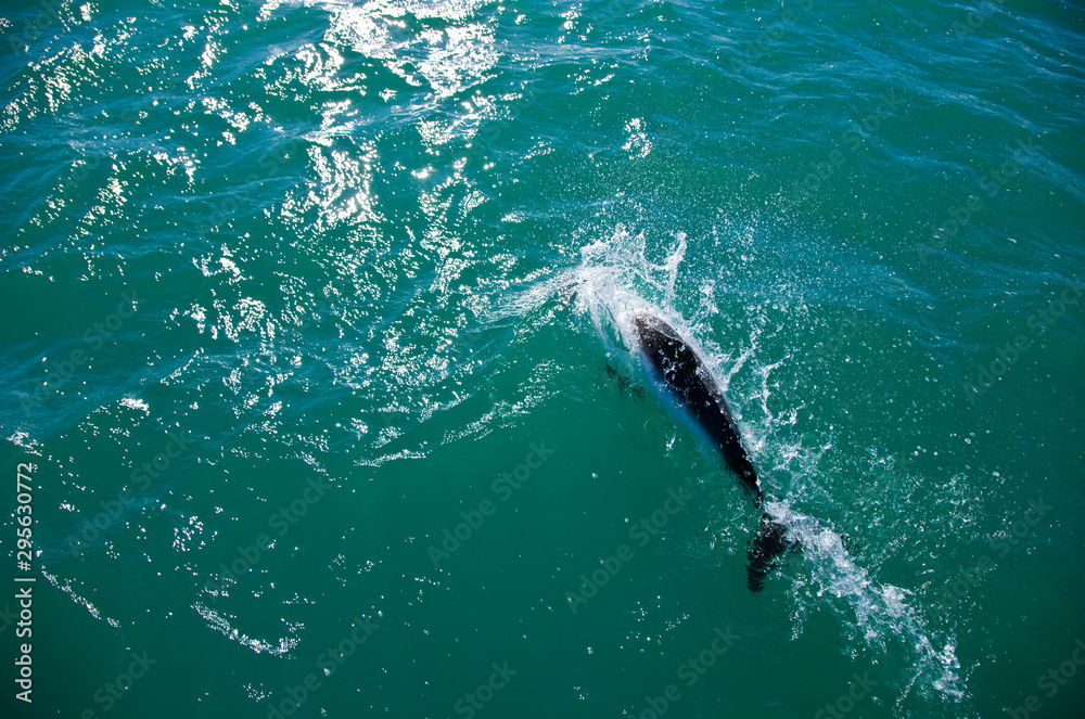 Foto de Stock Delfin de Commerson o Tonina Overa (Cephalorhynchus ...