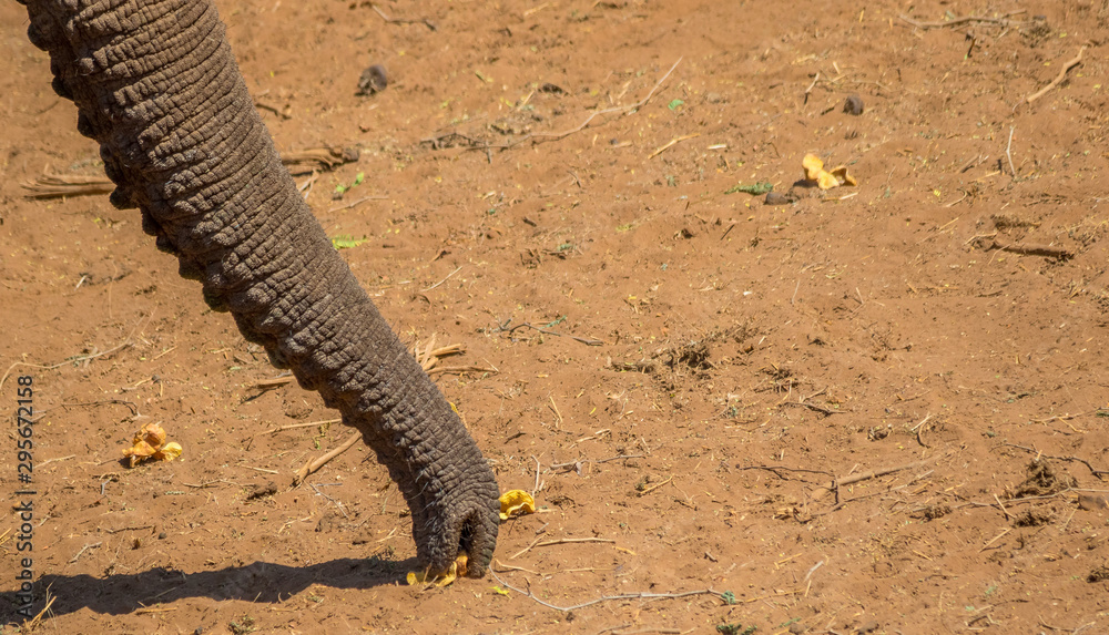 The trunk of an African elephant isolated picking up seed pods from dry ...