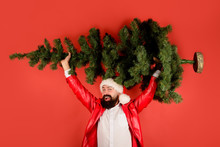 Man Carrying Christmas Tree Free Stock Photo - Public Domain Pictures