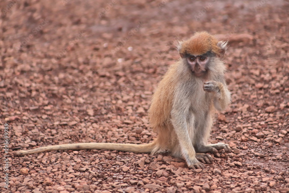 african makaka Stock Photo | Adobe Stock