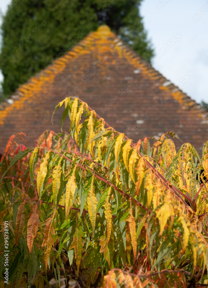 Leaves of the sumac tree photographed in autumn. The leaves of the ...