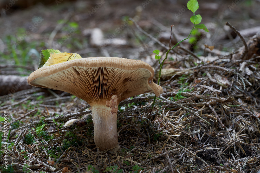 Poisonous mushroom Paxillus involutus growing in the needles in the ...