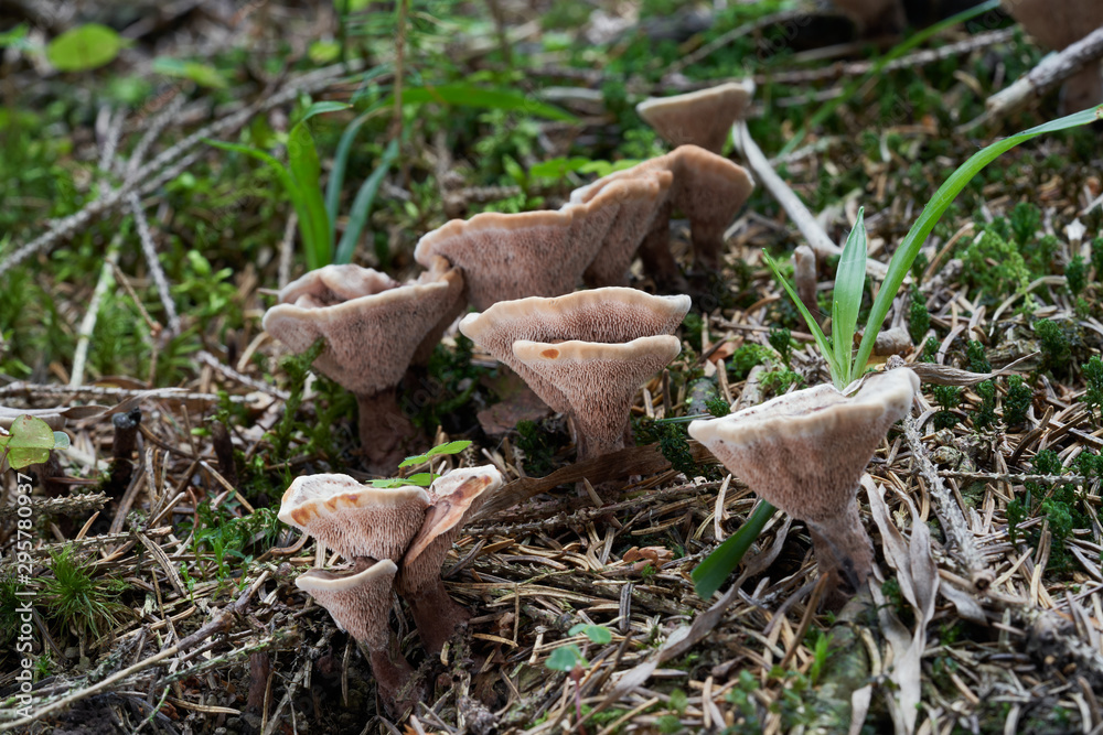 Photo Stock Inedible mushroom Hydnellum peckii growing in the needles ...