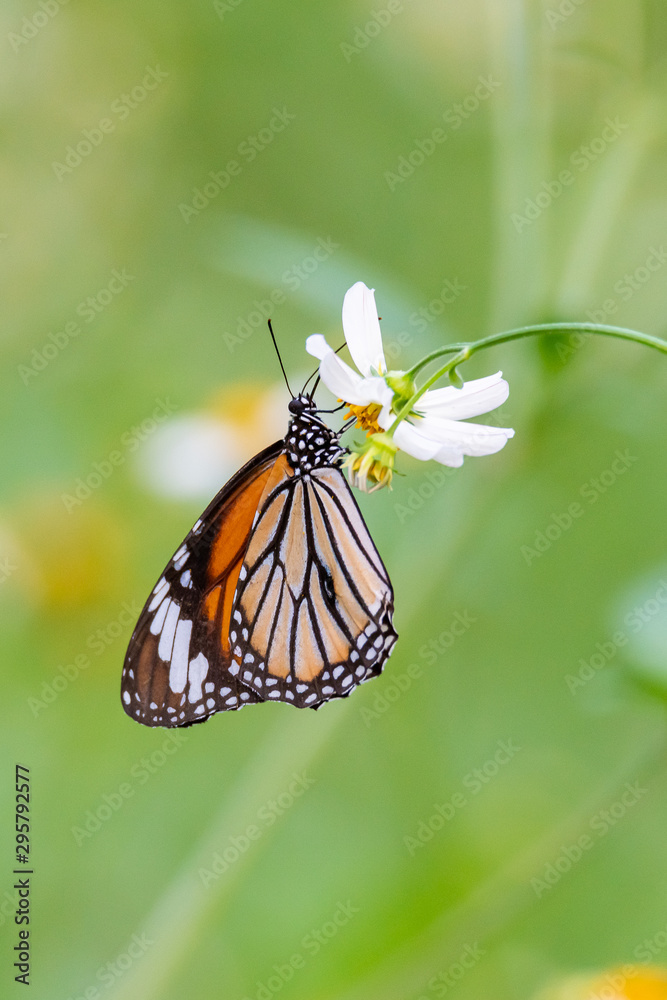 Common Tiger butterfly using its probostic to drink nectar from little ...