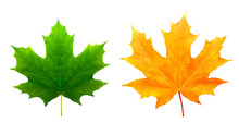 Two Maple Leaves Free Stock Photo - Public Domain Pictures