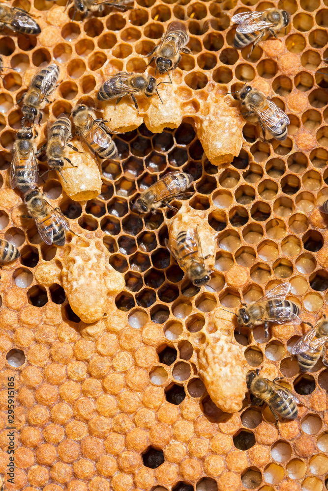 Queen Bee Larvae Royal Jelly Wikipedia