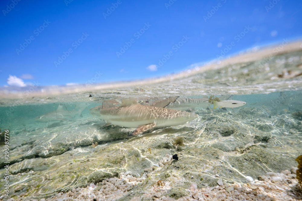 Juvenile baby blacktip reef shark swimming in shallow coral reef water ...