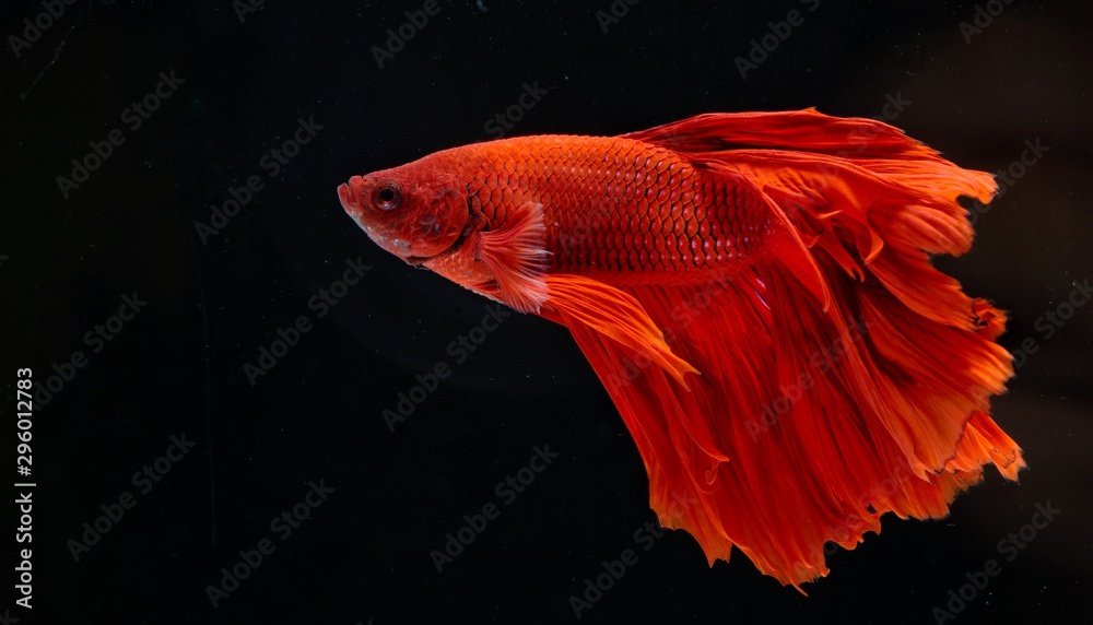 red fish in aquarium Fancy fighting fish, Half Moon. Bright colors ...