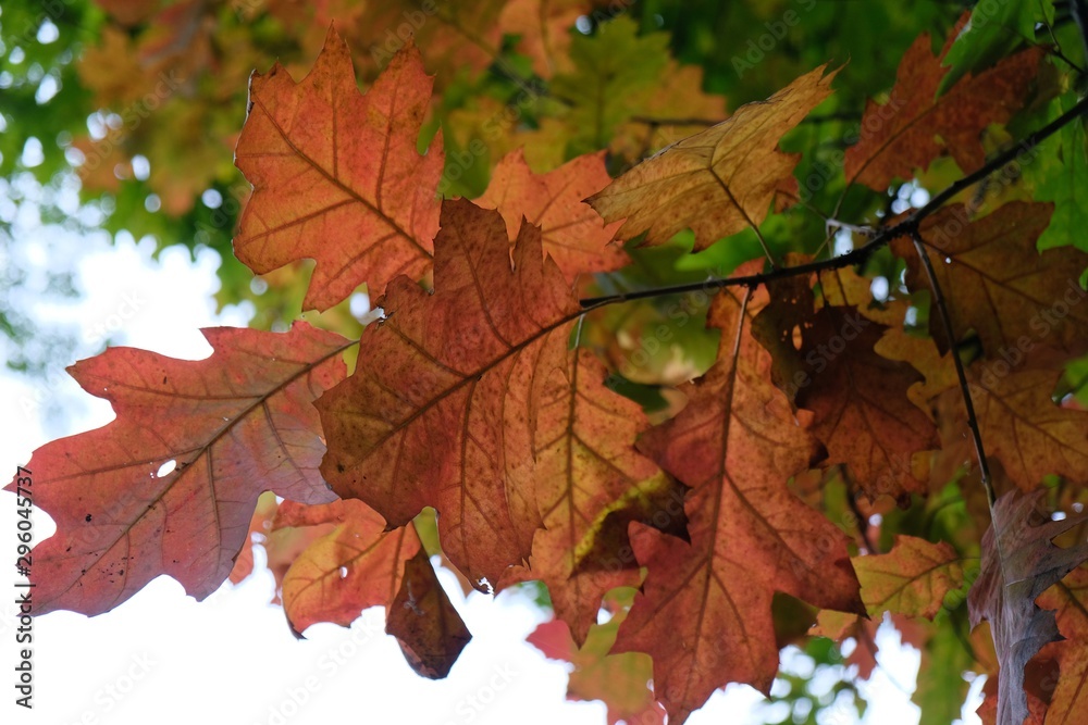 Autumn red leaves of Quercus rubra (Quercus borealis), commonly called ...