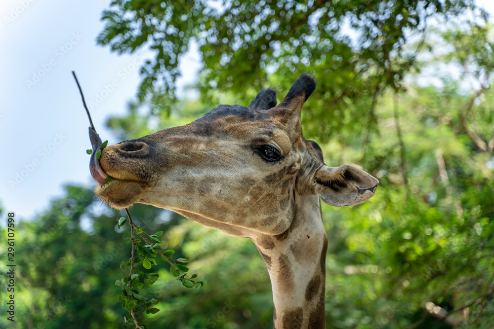 Giraffe is eating leaves over green tree background. Close up portrait ...