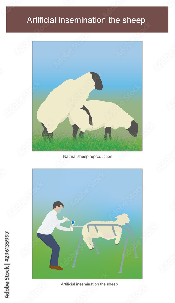 Artificial insemination in sheep. The breed of sheep in addition to natural breeding. Able to ...