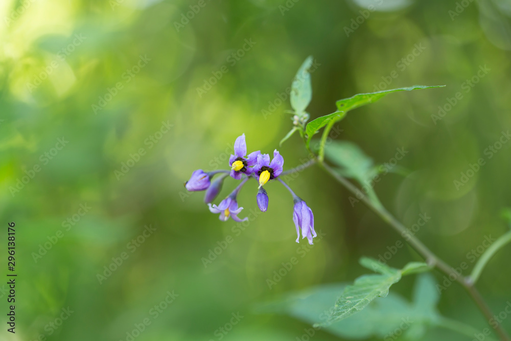 Bittersweet nightshade (Solanum dulcamara) flowers and buds with leaves ...