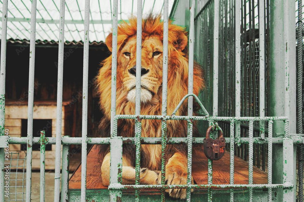A beautiful proud lion with a magnificent mane lies in a cage of the ...