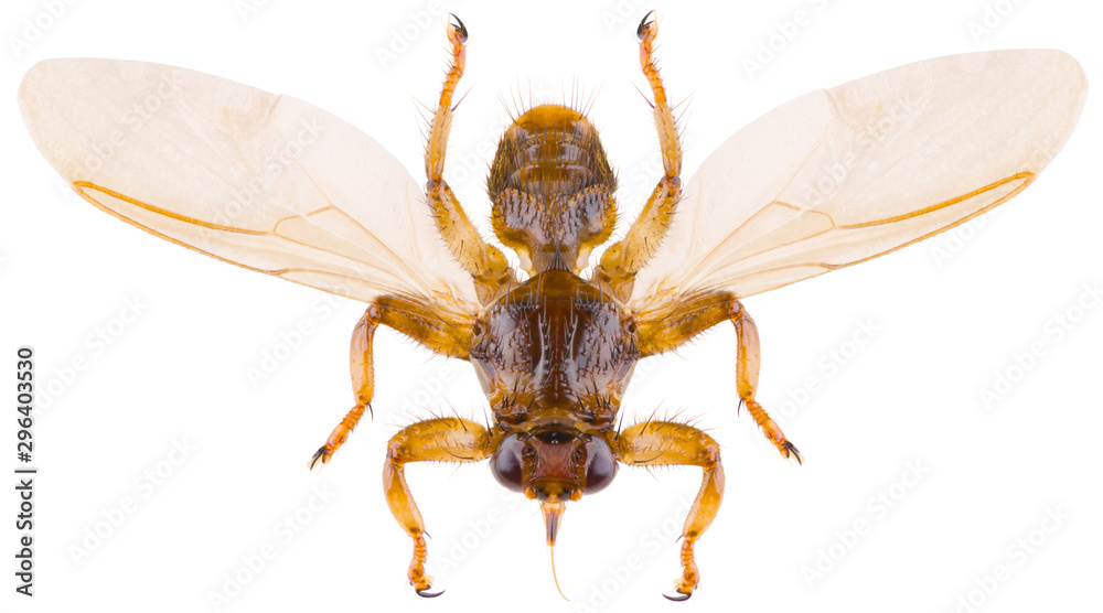Lipoptena cervi, the deer ked or deer fly, is a species of biting fly ...