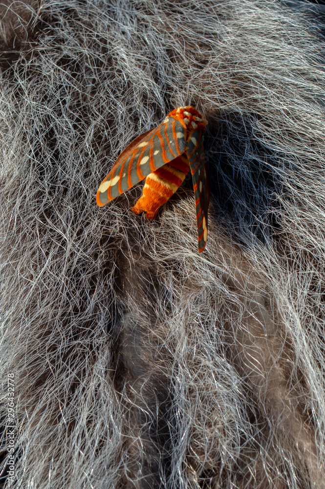The orange and white striped body of a regal moth is visible at is sits contently on a hairy ...