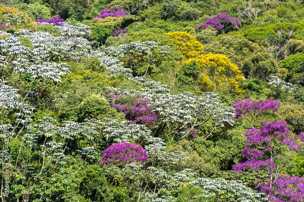 Brazilian Atlantic Forest with its late summer flowering. The Pau ...