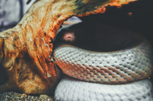 A White Snake In Captivity Free Stock Photo - Public Domain Pictures