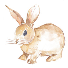 Rabbit Watercolor Painting Free Stock Photo - Public Domain Pictures